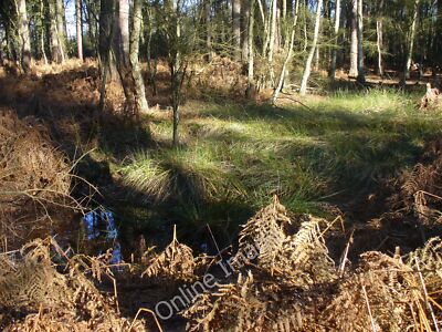 Photo 12x8 Bog in Ockley Common Pot Common/SU9042 There are many areas ...