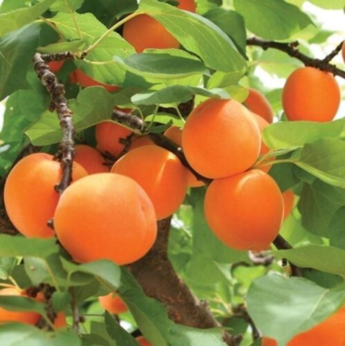 2 Apricot Tree Plant Dwarf Self-fertile Patio Fruit Trees Bare Root ...