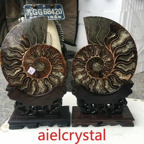 A pair Ammonite Disc Fossil Conch Specimen quartz Reiki Healing+Stand ...