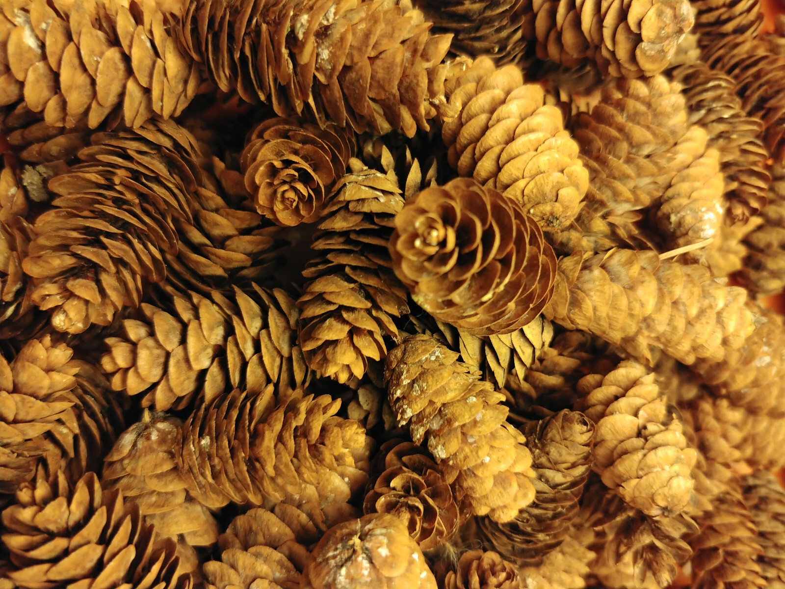 100+ Spruce Mini Pine Cones Small 1-1.75 inches Natural Arts Crafts ...