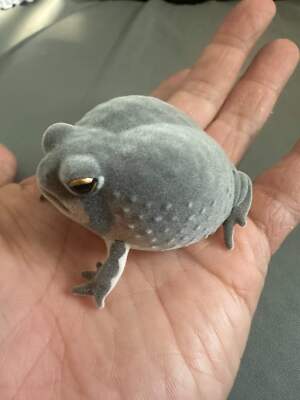 Japan Fluff Bushveld rain frog Toad Super Q Model Figure Figurine D | eBay