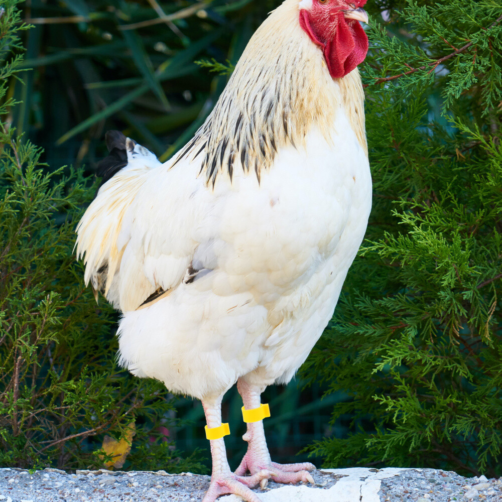 100 Pcs Ankle Chicken Thigh Poultry Identification Rings Feet Bands ...