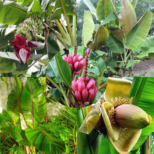 Musa Collection - 5 Varieties of Musas, 25 Total | eBay