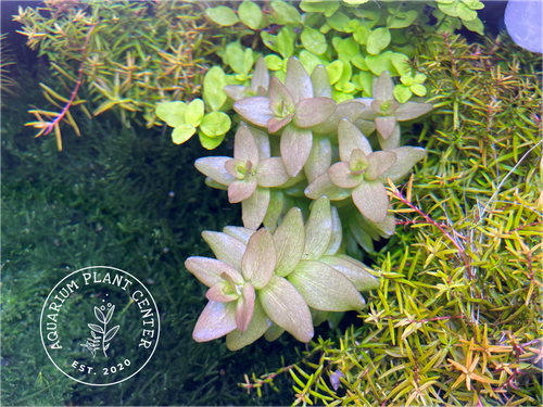 Bacopa caroliniana red, Live Aquarium/Aquatic/stem Plant, Planted Tank ...