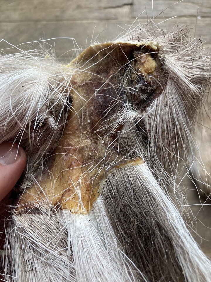 Fly Tying Hair Combo - Tails - 2 Squirrel, 1 Coon, 1 Deer + 3 Deer Hide ...