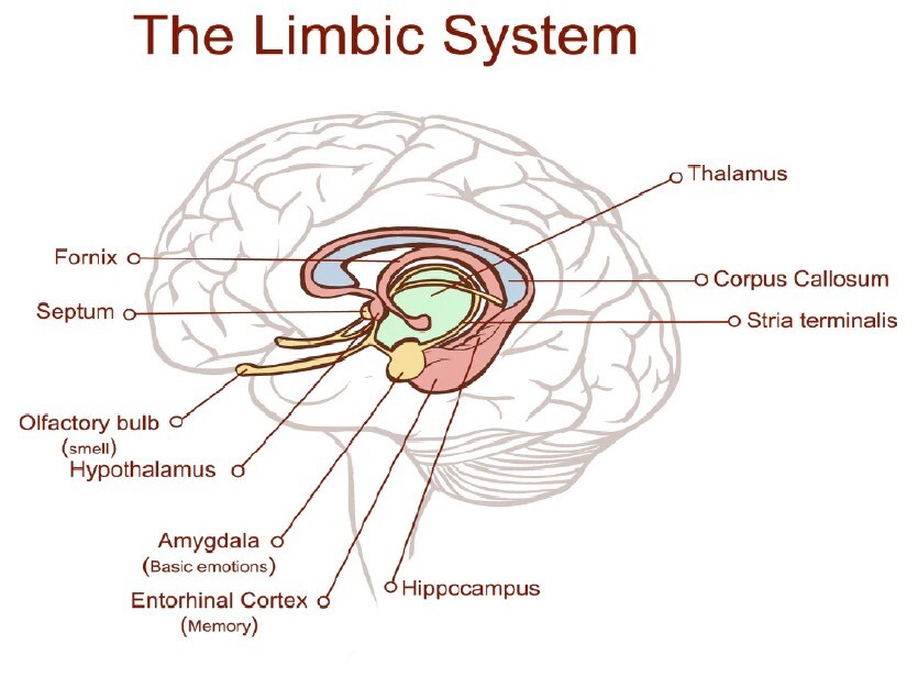 Limbic System Vector Illustration 5mm thick Plastic Poster Ready to ...