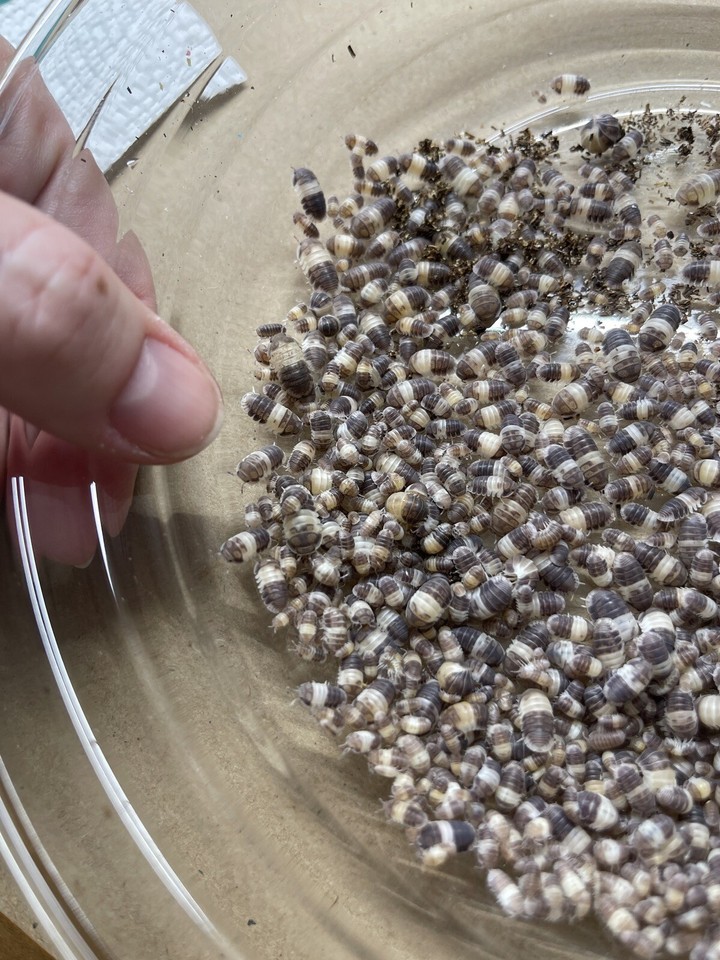 20+ Cubaris Sp. Panda King Isopods~RARE Roly Poly~Pill Bug~Bioactive ...