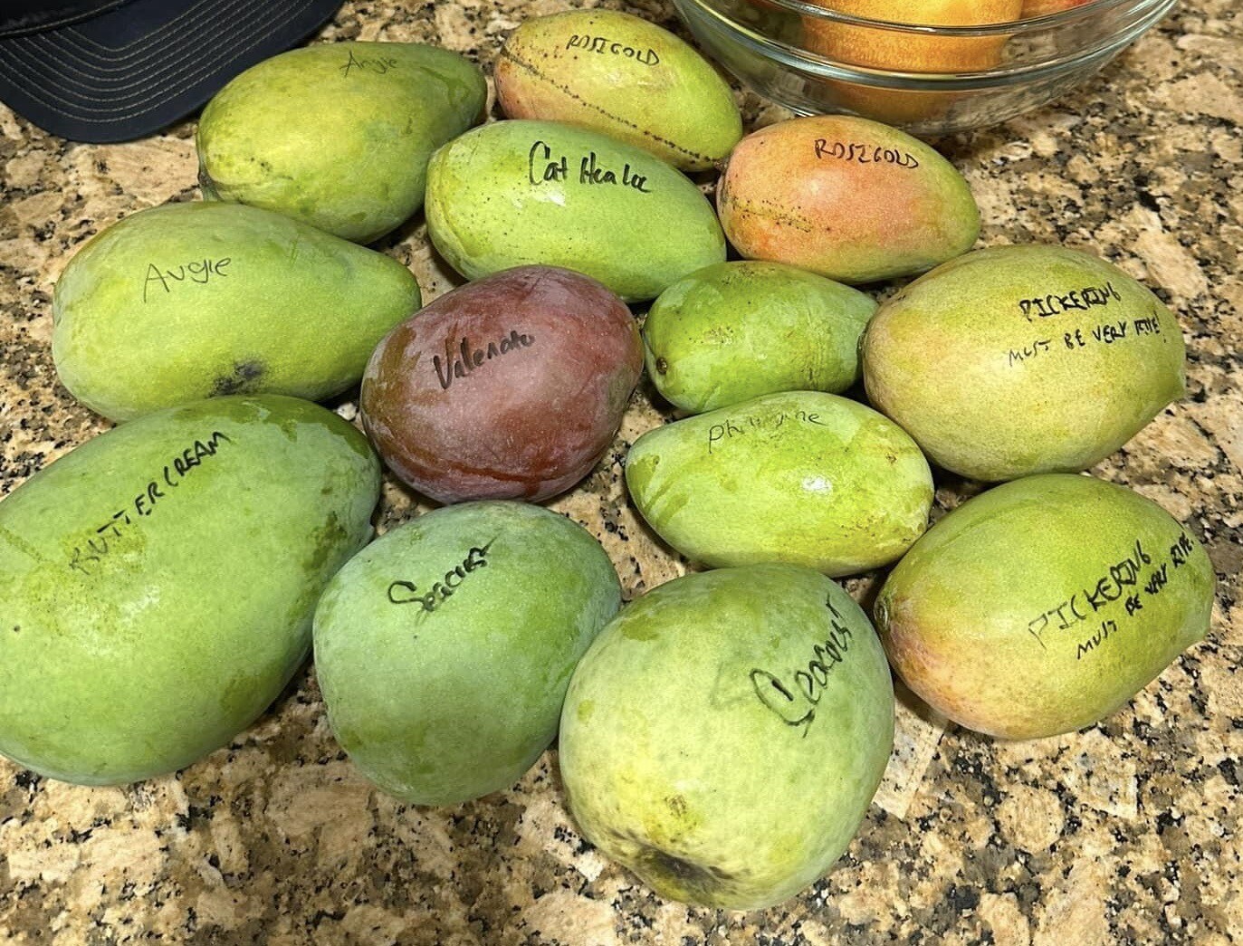 Buttercream Grafted Rare MANGO Tree 3Gal Pot Ready To Fruit Ship UPS ...