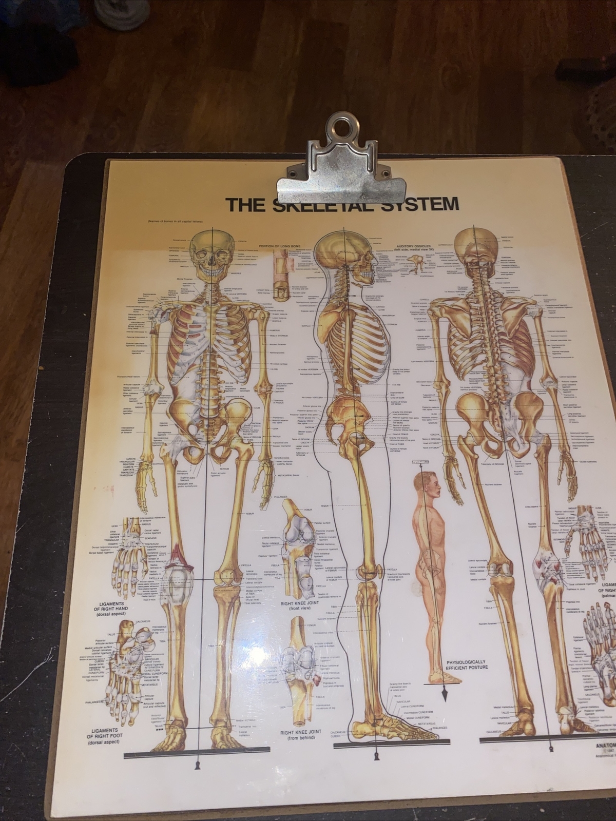 Skeletal System Chart Clip Board 11X14 Skeleton Charts Anatomical ...
