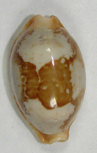 CYPRAEA CROSSEI 28.17mm SUPER CHOICE RARE SPECIMEN Keppel Bay, Qld ...