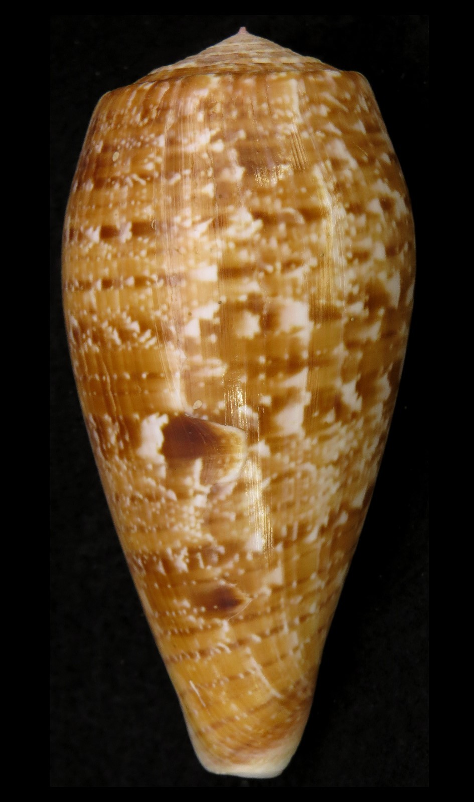 FS Conus (Textilia) cervus 101mm Almost Gem | eBay