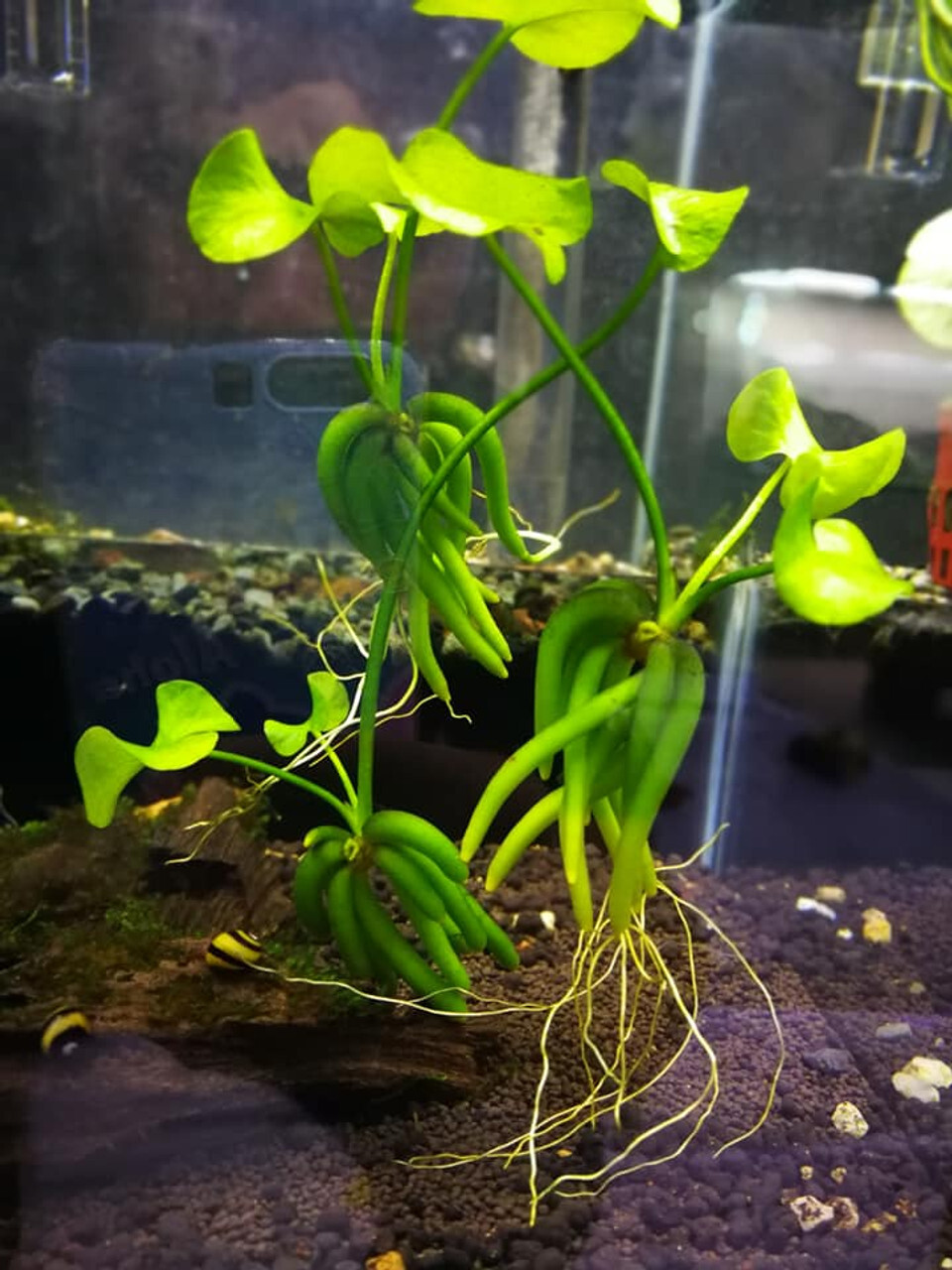 Banana Plant (Nymphoides Aquatica) Live Aquarium Plants | eBay