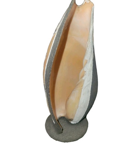 Coastal Conch Shell w Hand Painted Kenyan Landscape & Grazing ...