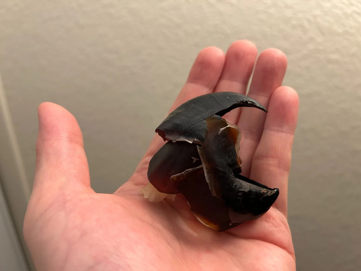 Squid Beak