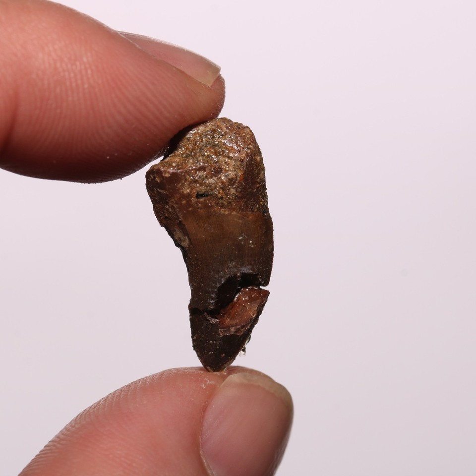 Albertosaurus Tooth - Dinosaur Fossil Judith River Formation ...