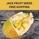 Seeds Jackfruit Fruit Tropical Tree Flower Largest seeds 2kg Fresh Jack ...
