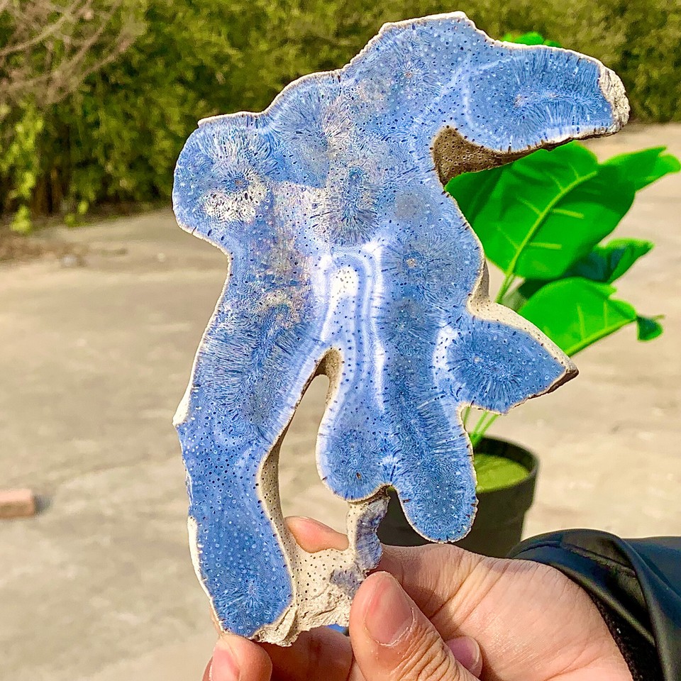191G Natural Blue Coral Reef Cluster Marine Mineral Crystal Specimen ...