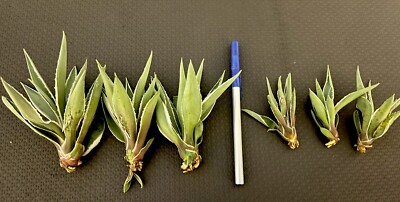 6 Variegated Agave Plant Live Pup Bare Root Thick Leaves 2-4” (3-4”And ...