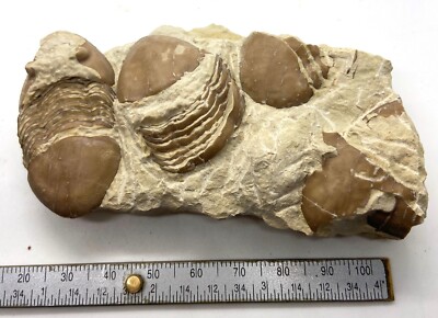 Homotelus trilobite cluster , Bromide formation, Oklahoma Ordovician | eBay