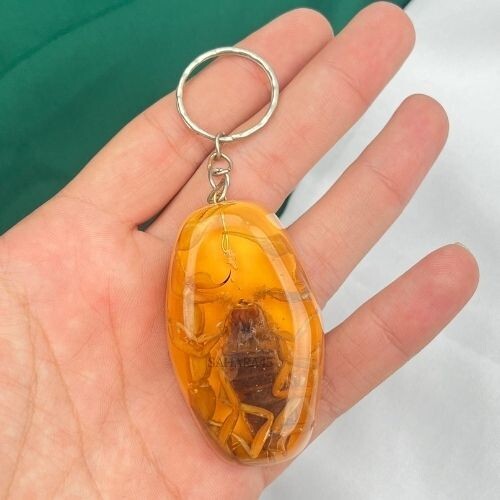 Scorpion Keychain, Real Insect, Scorpion Resin Keychain | eBay
