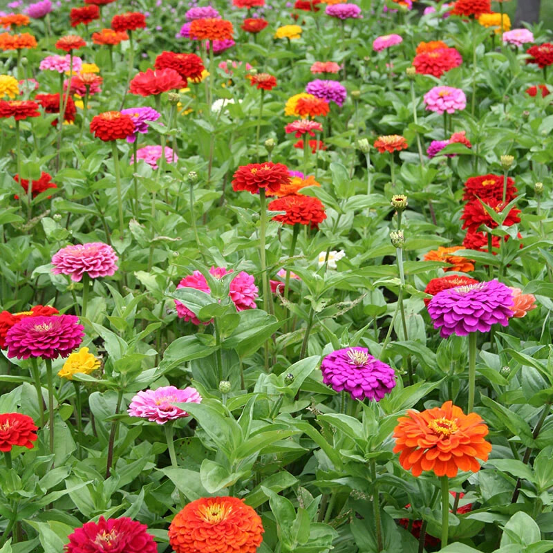 100 CALIFORNIA GIANT ZINNIA FLOWER MIX SEEDS ~ heirloomseedguy ~ 2025 ...