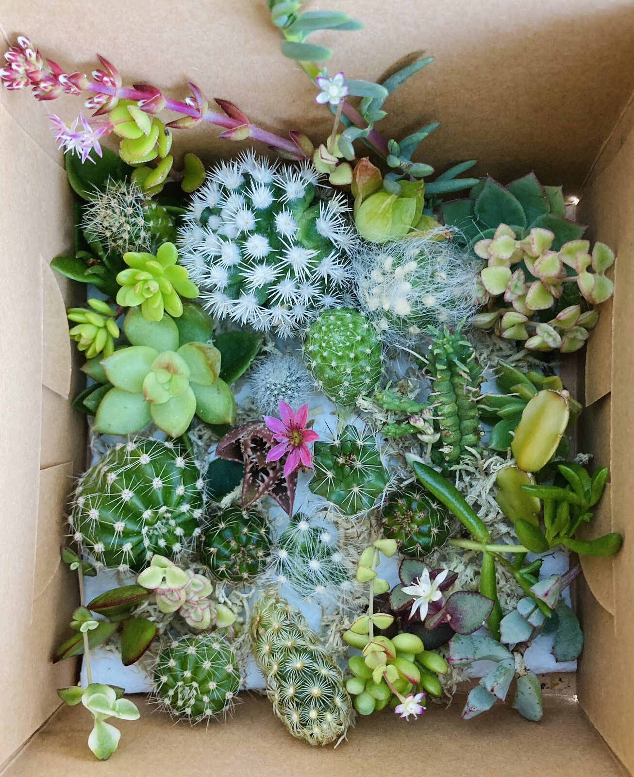 Cacti Cuttings Cactus Succulent Collectors Echinopsis Euphorbia Pack Mix X | eBay Australia