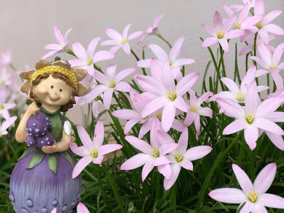 5 BULBS FIRST LOVE RAIN LILY ZEPHYRANTHES ROSEA .FLOWERING SIZE. | eBay