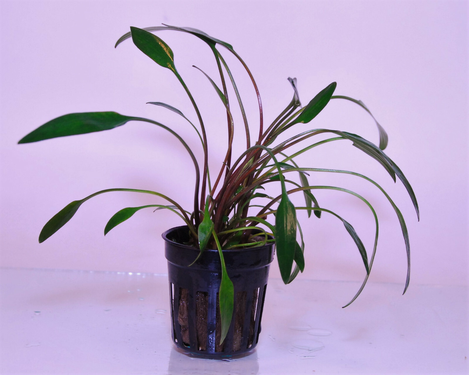 BUY 2 GET 1 FREE !!!! CRYPTOCORYNE LUTEA 1 POT - Live Plants SUPER ...