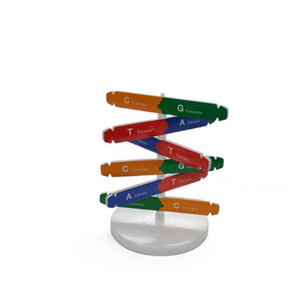 Molecular Structure Model Dna Science Kit Biology Double Helix for Desk ...
