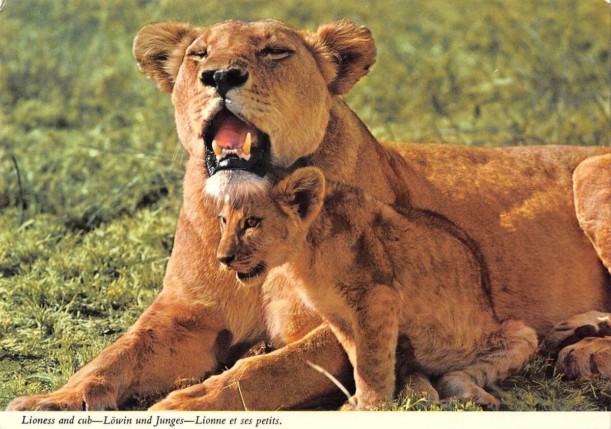 BR100646 lioness and cub animal animaux africa | eBay BR100646 lioness and cub animal animaux africa | eBay