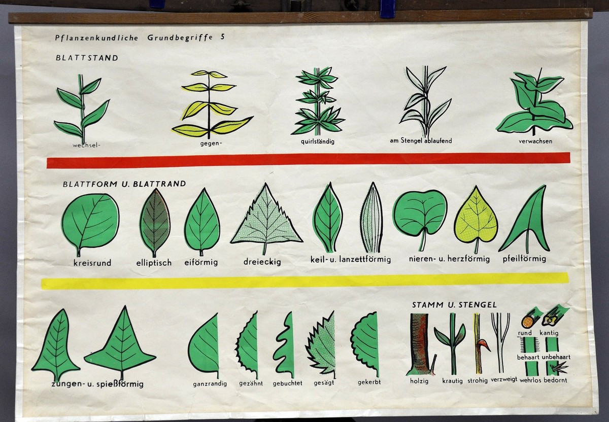 Leaf Shapes Poster Premium Vector | Set Of Posters With Elements Of