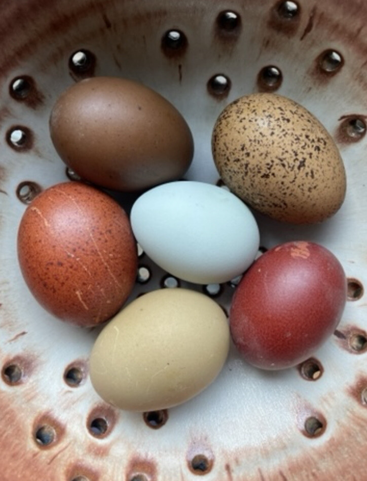 12+ Fertile Chicken Hatching Eggs Rainbow Mix Black Copper Maran Easter Egger | eBay