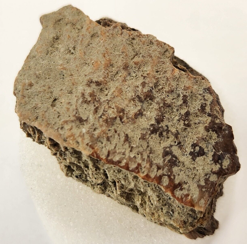 Turtle Shell Fossil (Basilemys?) - Hell Creek Fm. - Wibaux Co., MT | eBay