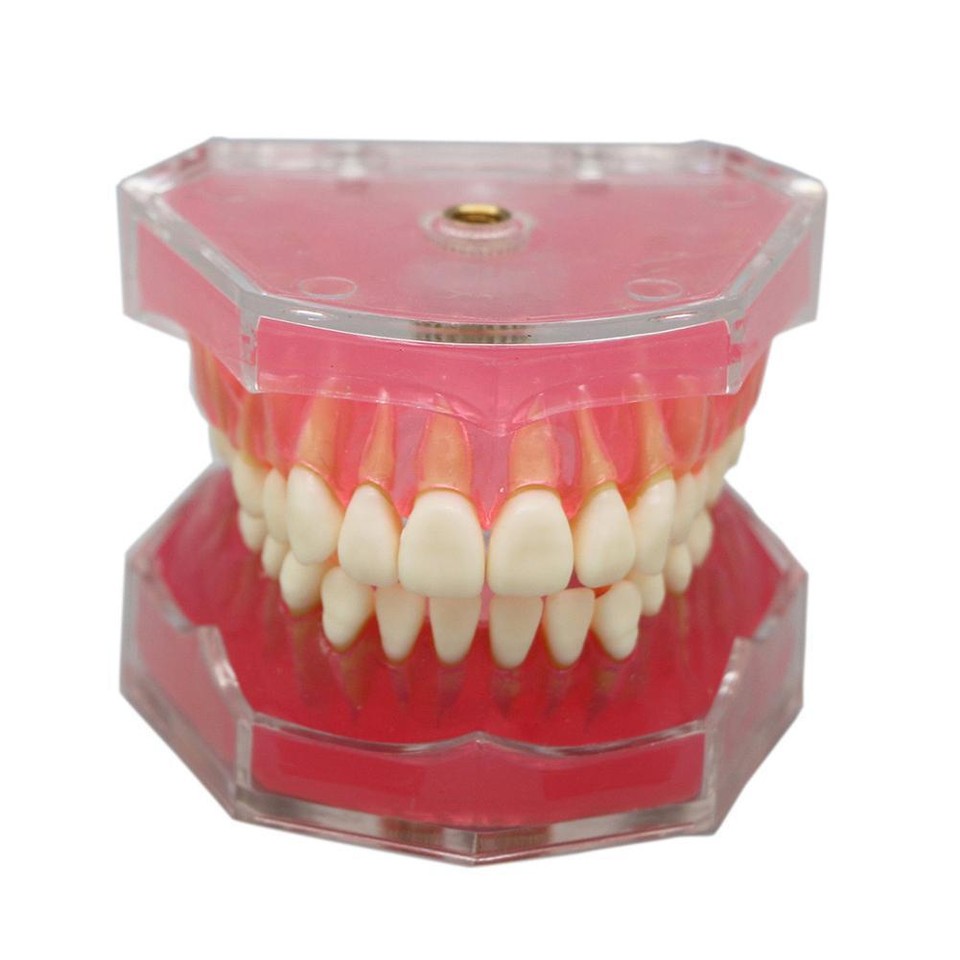 Dental Teeth Model Study Teach Standard Model with Removable Teeth ...