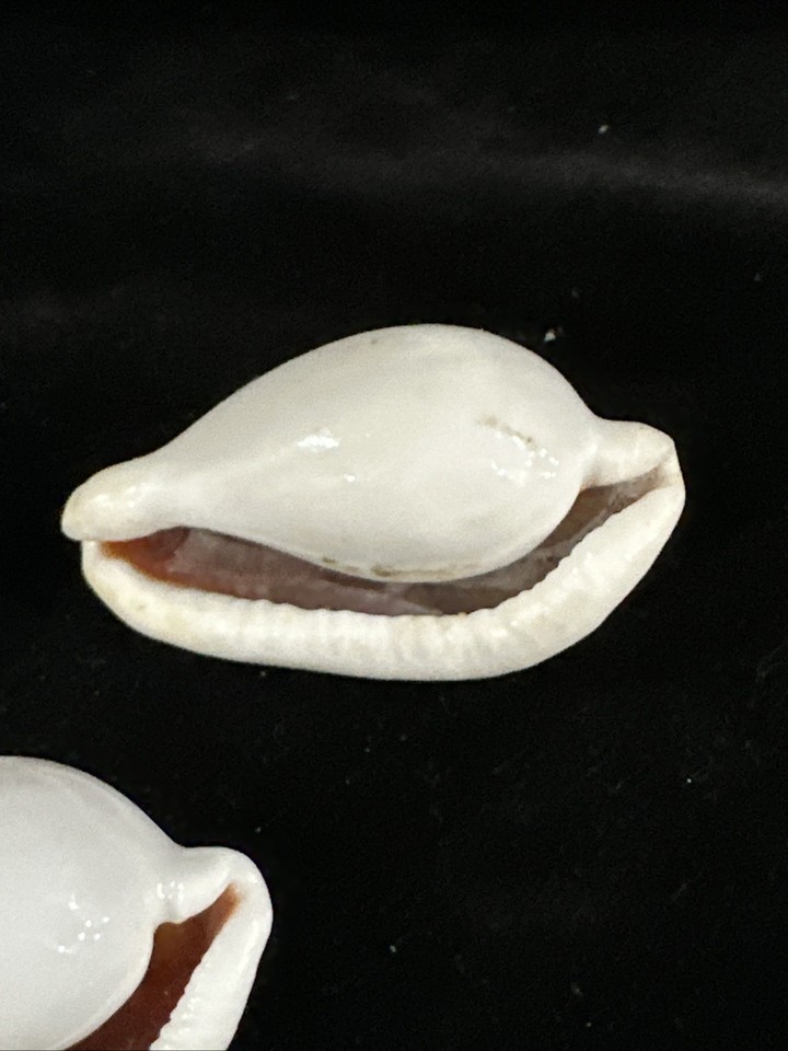 Egg Cowry Shells Lot Of 3 Largest 52.2mm Philippines (S747) | eBay