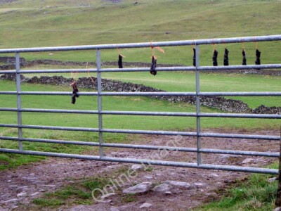 Photo 6x4 Mole gibbet, Reels Head Marrick Molehills were very ...