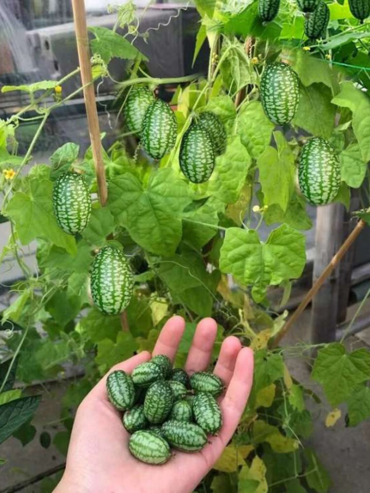 50pcs/bag Mini Thumb Watermelon Seeds Pulp Watermelon Organic Seeds ...