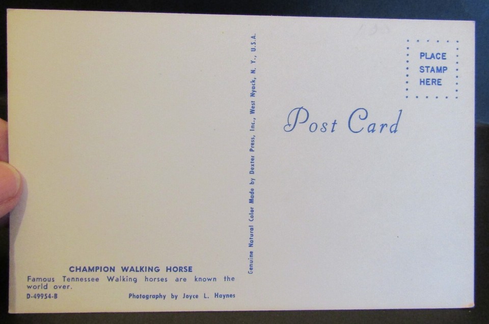 Famous Tennessee Walking Horse, Vintage Postcard | eBay