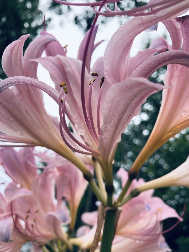 5 Bulbs Lycoris Squamigera Resurrection Lily Surprise Lily Naked Ladies ...