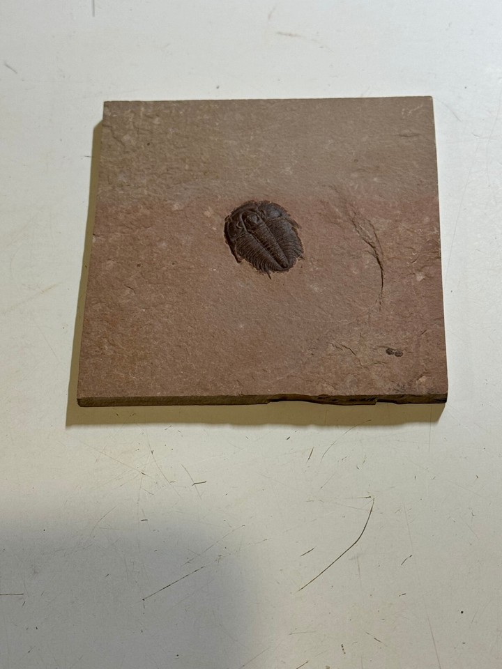 MODOCIA TYPICALIS FOSSIL TRILOBITE MILLARD CO. UTAH | eBay