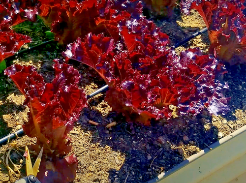 1000+ RUBY RED LETTUCE SEEDS 🌱 HEIRLOOM | AUTUMN | NON-GMO | FREE ...