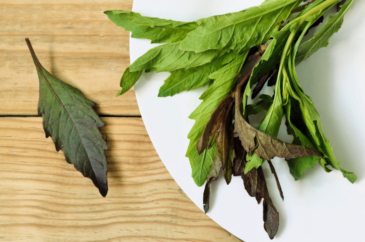 Epazote Halifax Seed Company Epazote