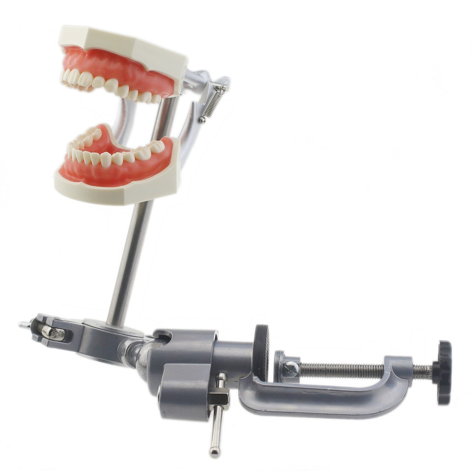 Dental Typodont Model 28 Teeth Kilgore NISSIN 500 Style Mounting Pole ...