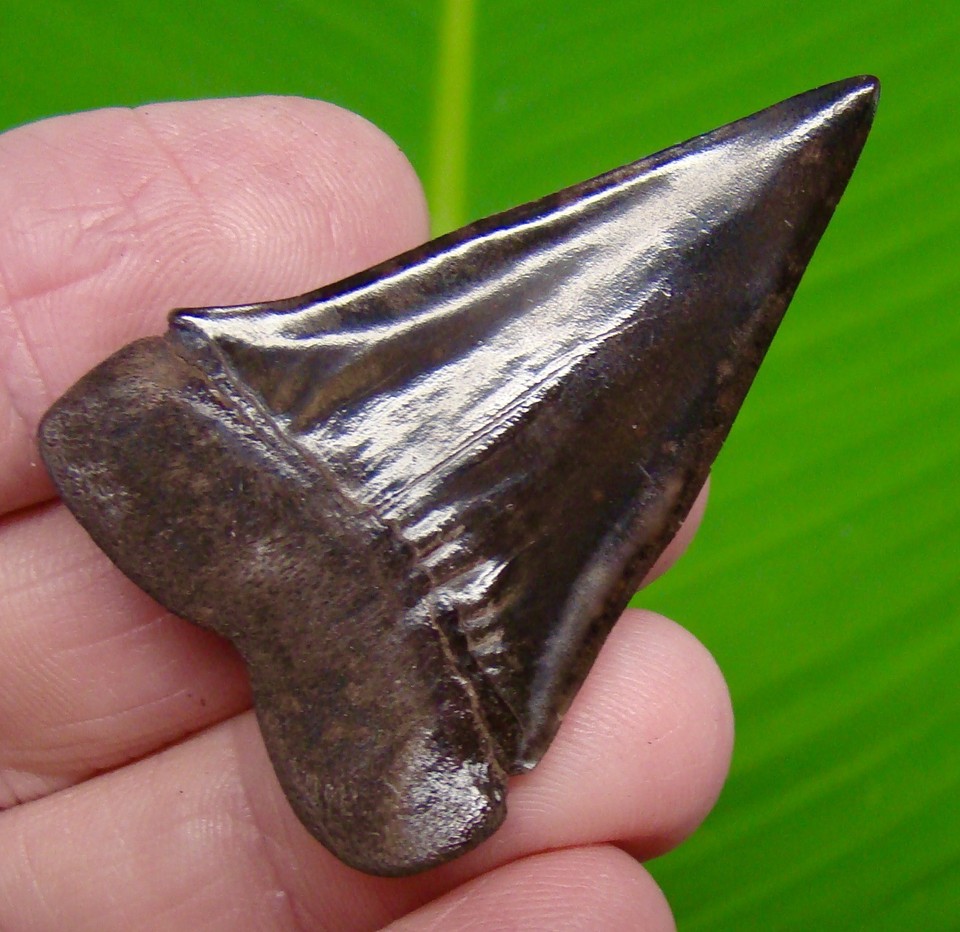 2.22 “ MAKO SHARK TOOTH Isurus hastalis - GREAT WHITE Lineage - Real Fossil | eBay