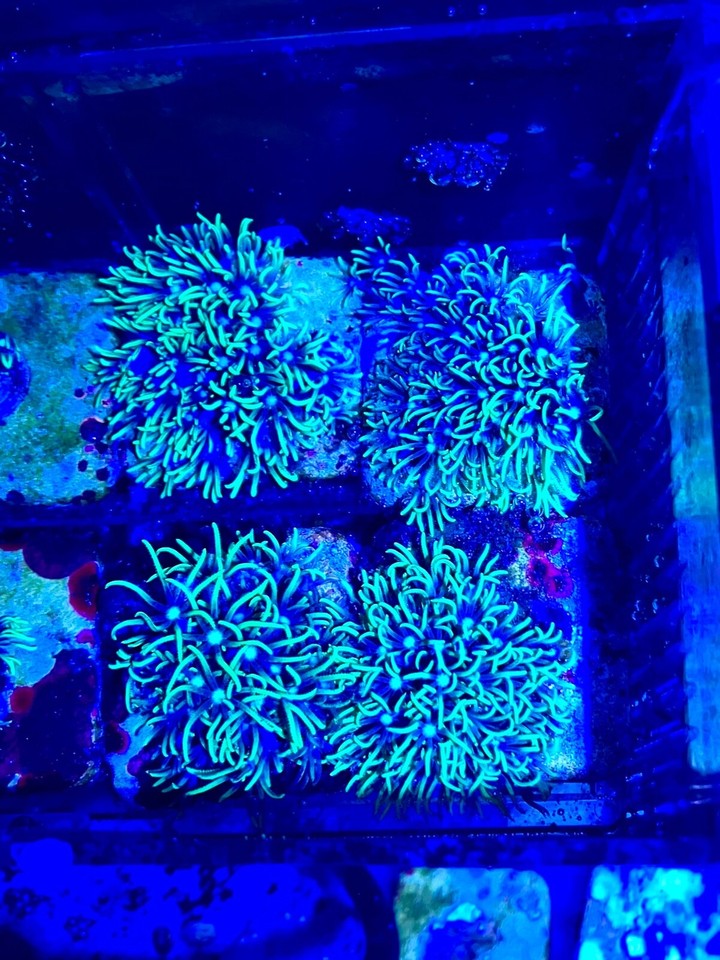 Neon Green Star Polyps GSP Live Soft Coral Frag Marine Reef Tank Easy ...