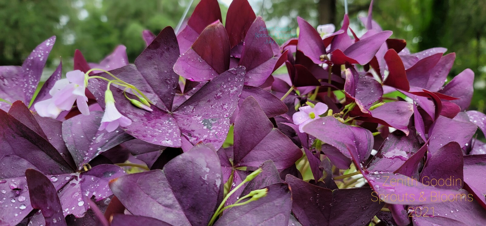 Oxalis Triangularis / Purple Shamrock/Wood Sorrel/ Lucky lovely bulb ...