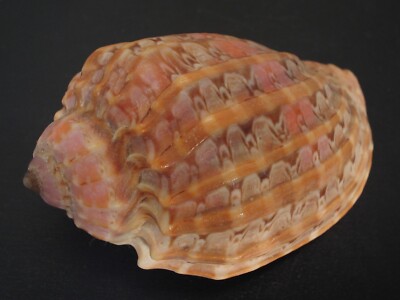 WoW Pattern...HARPA DORIS~62.7mm~Ghana SEASHELL | eBay