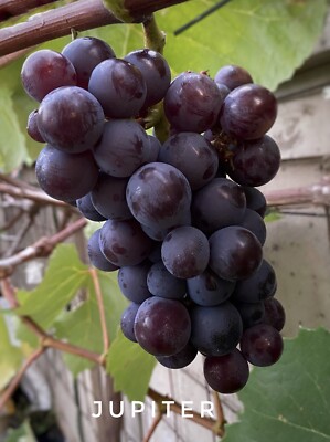 Jupiter seedless grape - 4 healthy cuttings w/ 3 nodes for grafting or ...