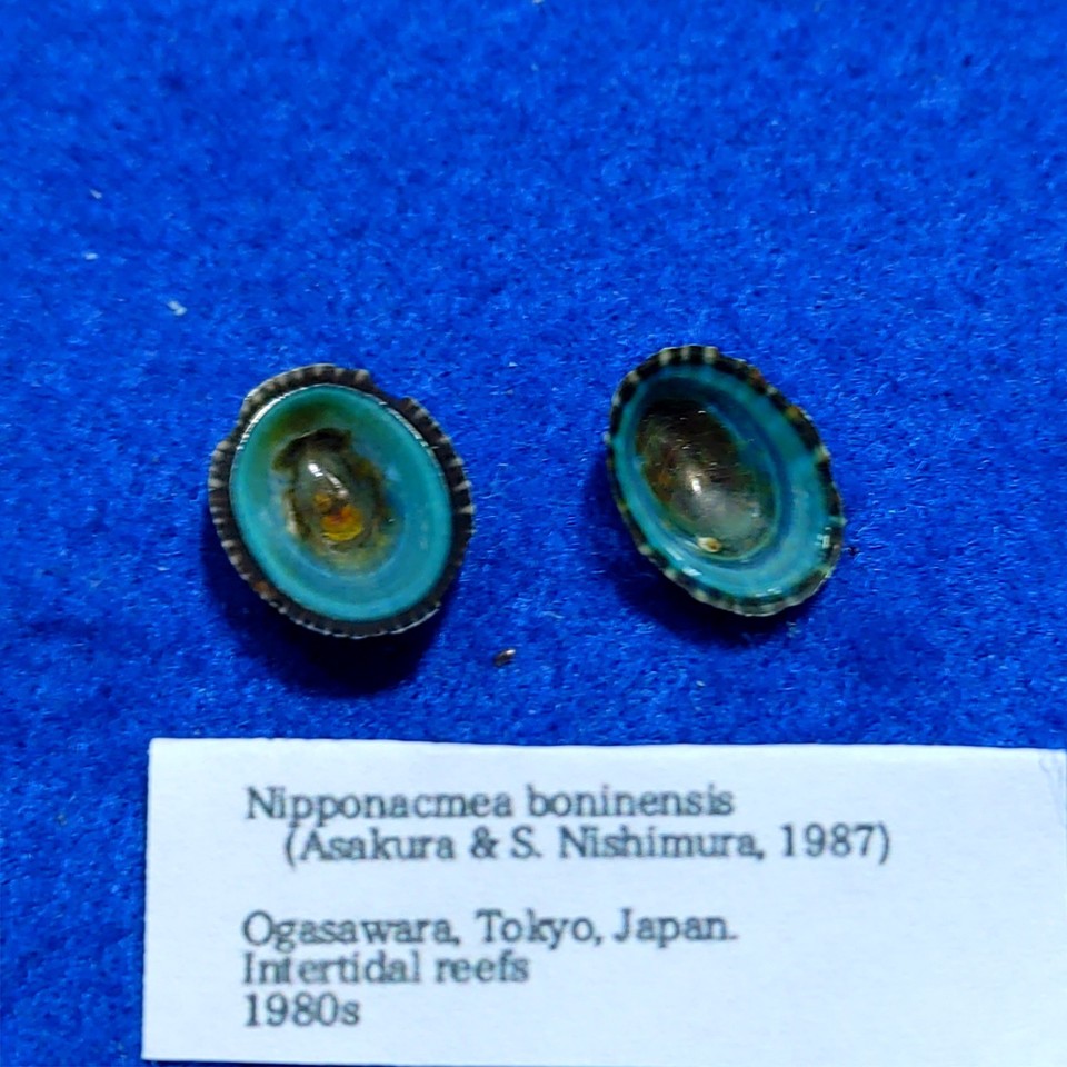 Nipponacmea boninensis 14-13mm Rare Limpet shell Sea shells | eBay UK