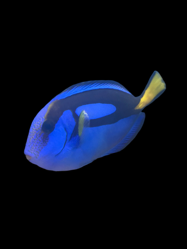 Live Blue Hippo Tang – Surgeonfish Reef-Safe Saltwater Aquarium Fish | eBay